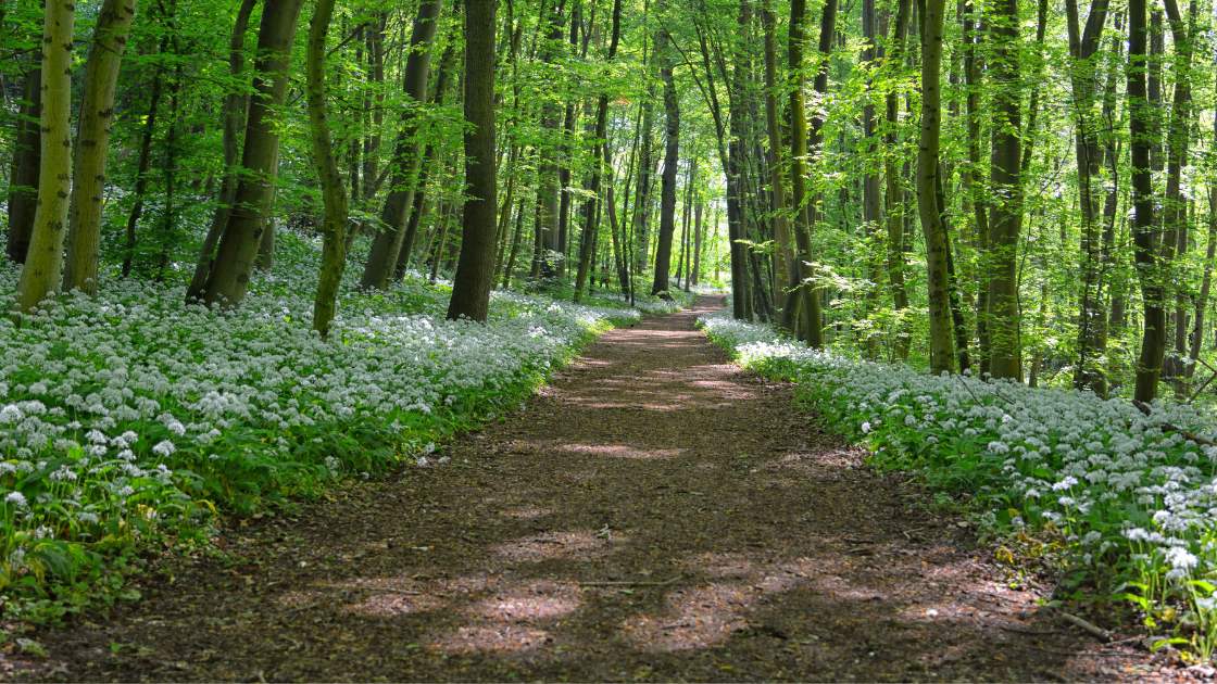 15 Best Things To Do In Show Low AZ (Arizona) - Wanderersplanet